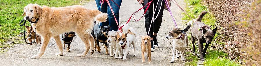 Pack leader dog training