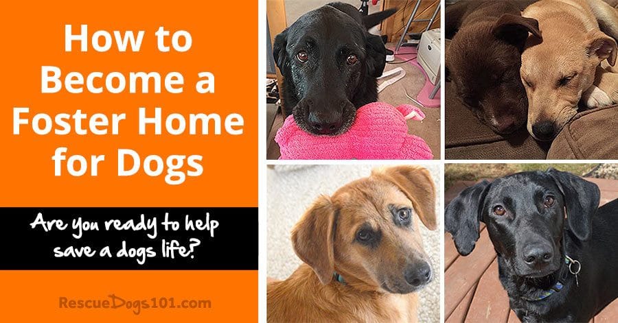 How to Become a Foster Home for Dogs - Rescue Dogs 101