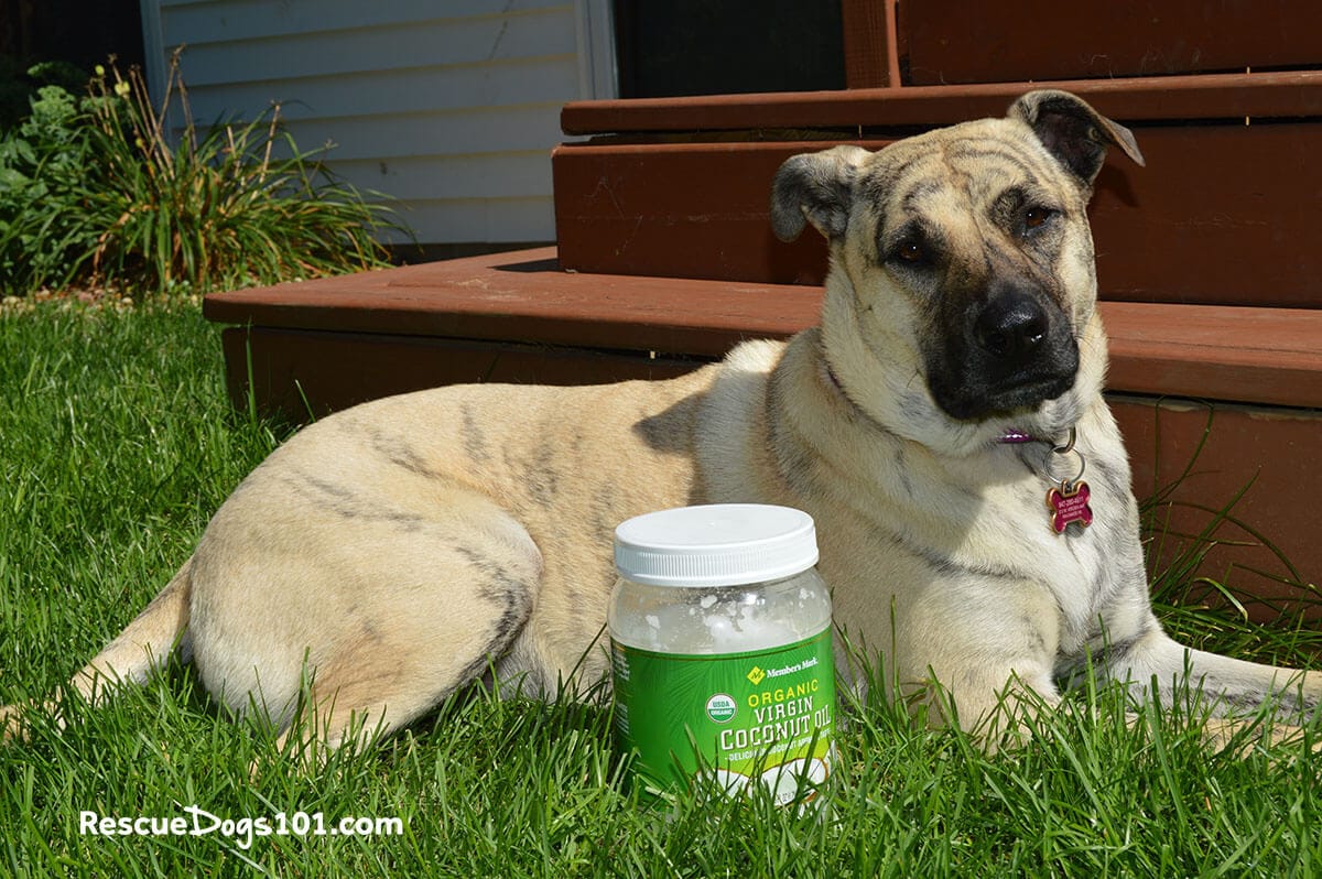 Coconut Oil for Dogs... Benefits, Risks, and How to Use It