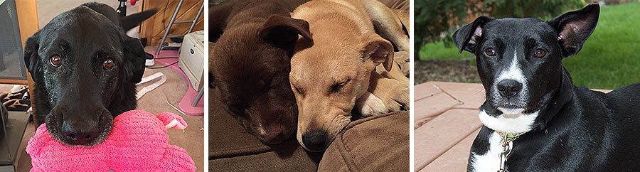 How to Become a Foster Home for Dogs - Rescue Dogs 101