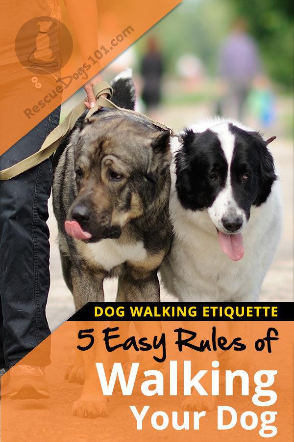 Dog Walking Etiquette 5 Rules You Must Follow Dog Walking Etiquette 5 Rules You Must Follow