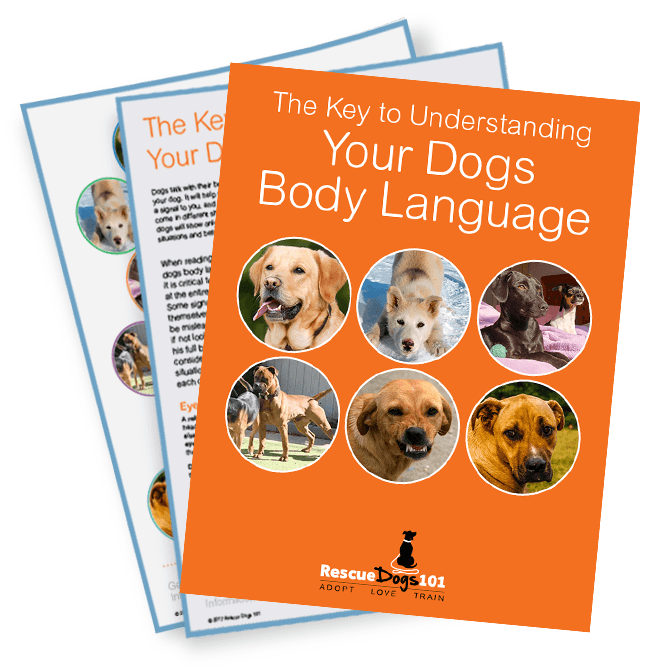 The Key To Understanding Your Dogs Body Language - Rescue Dogs 101