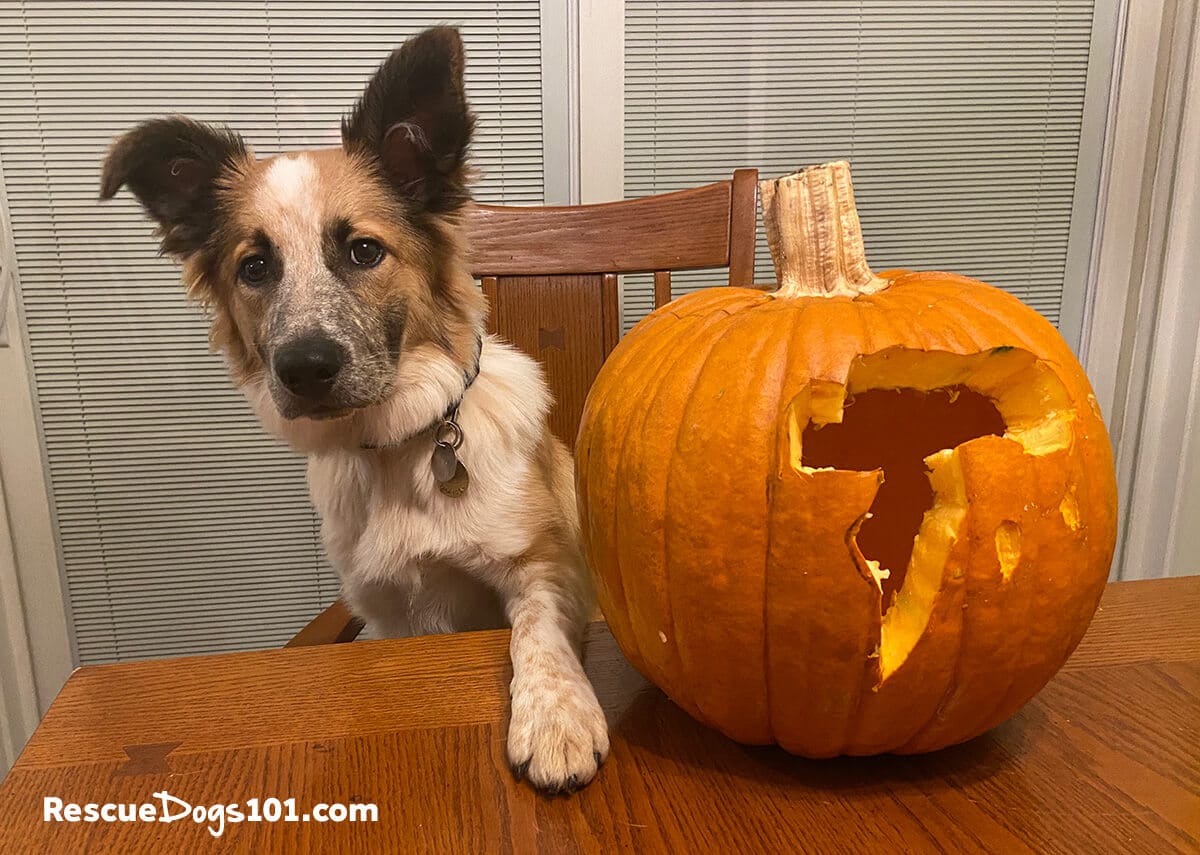 Dogs and Pumpkin – Your Ultimate Guide