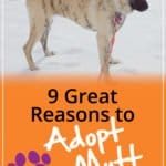 9 Reasons to Adopt a Mutt vs. a Pure Breed Dog