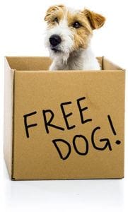 Dog adoption cost (chart)