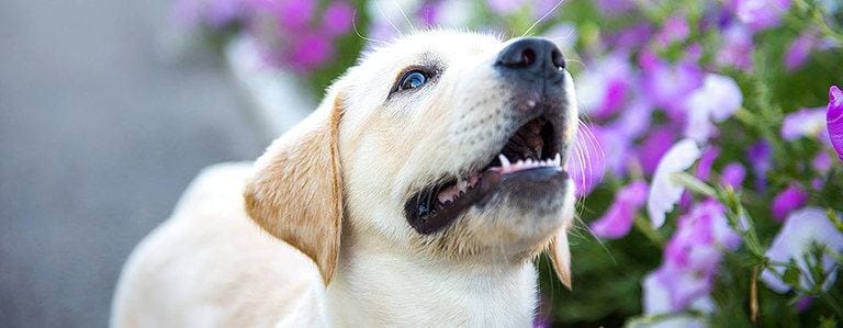 First 9 Things To Train Your Puppy To Raise The Perfect Dog First 9 Things To Train Your Puppy To Raise The Perfect Dog