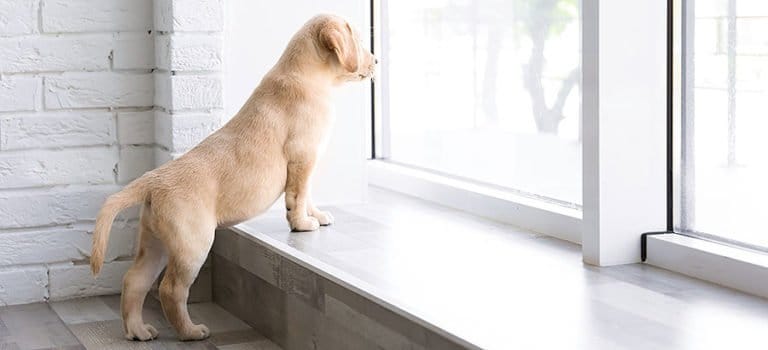 The Best Way to Introduce a Second Dog Into Your Pack