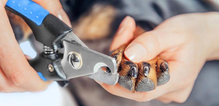 How to protect dog paws in winter (7 must-know tips)
