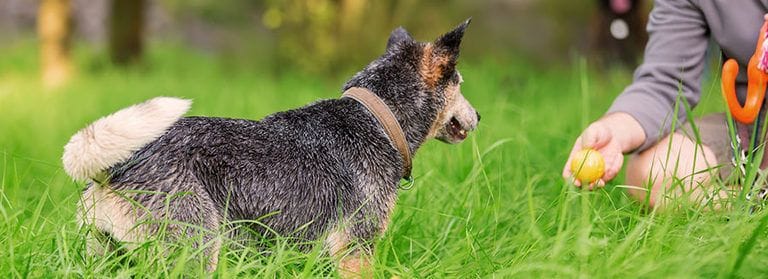 Dog temperament testing