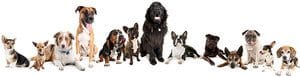 Dog temperament testing