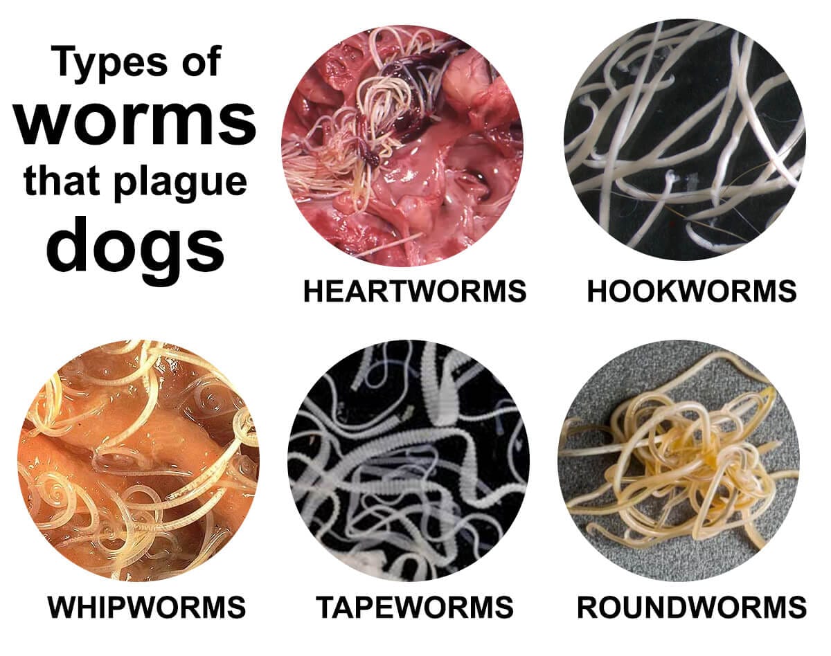 My Dog Has Worms (natural remedies)