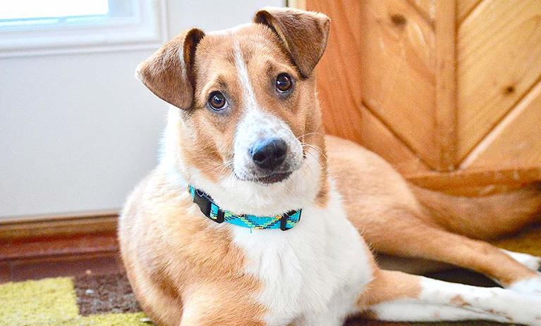 15 Tips for being a great foster dog parent