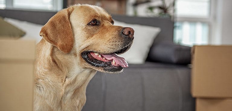 Moving with Dogs - 7 Tips & Tricks