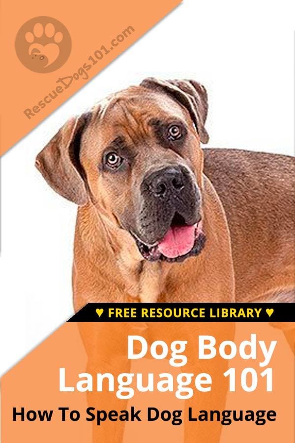 How to speak to dogs