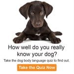 Dog Body Language Quiz - Rescue Dogs 101