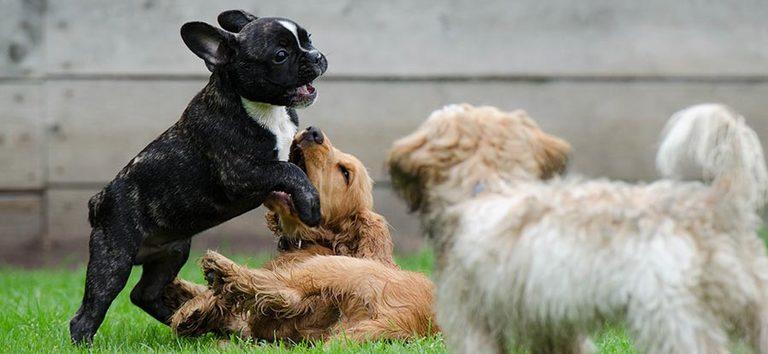 The Truth About Adopting Two Dogs at Once