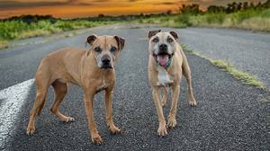 The Truth About Adopting Two Dogs at Once