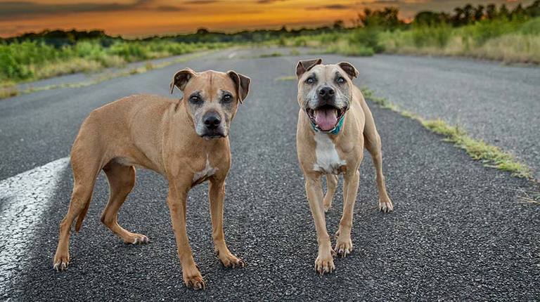 The Truth About Adopting Two Dogs at Once