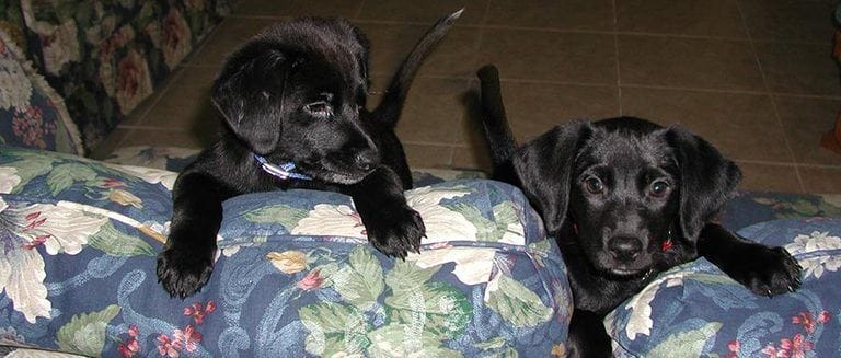 The Truth About Adopting Two Dogs at Once