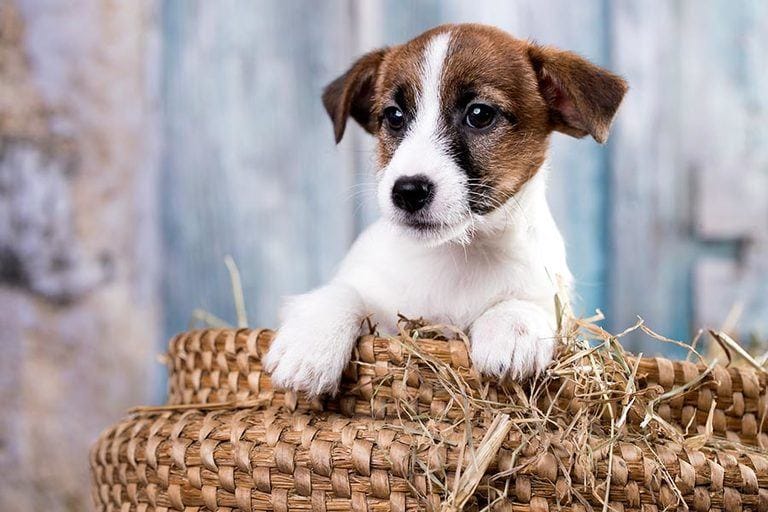 Puppy Shopping List For New Dog Parents Puppy Shopping List For New Dog Parents