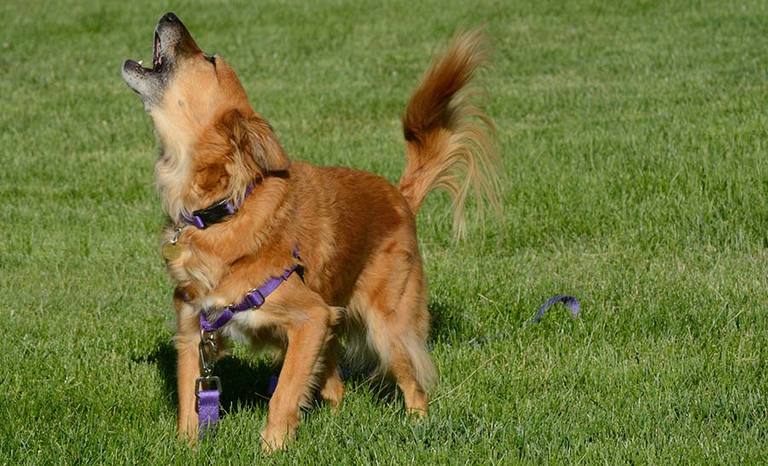 Types of Dog Barks
