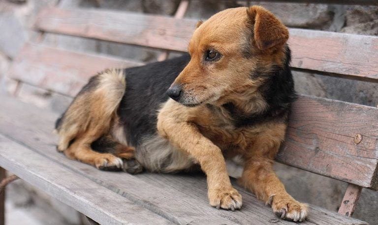Is It Ever Okay To Rehome A Dog is-it-ever-okay-to-rehome-a-dog