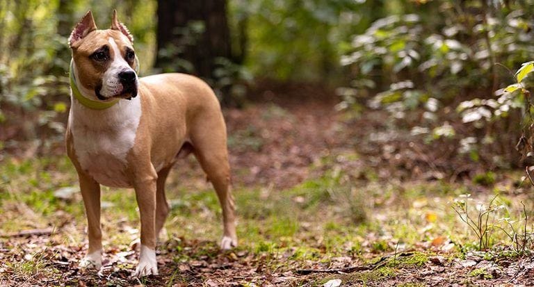 Your Ultimate Guide to Dogs and Ticks