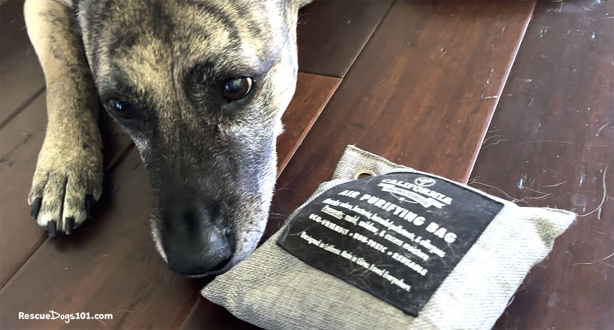 26 Secrets To How I Keep My House From Smelling Like Dog