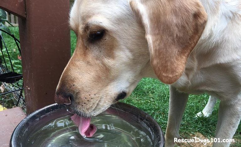 11 Easy ways to get your dog to drink more water