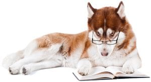 29 Best Dog Training Books for Your Rescue Dog