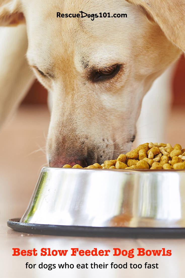 Top 10 Best Slow Feeder Dog Bowls