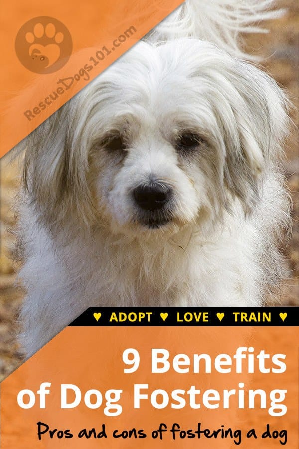 9 pros and 5 cons of fostering a dog