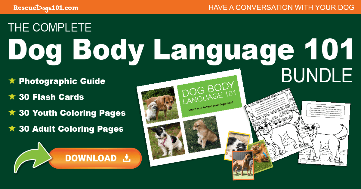 How to speak to dogs - Dog Body Language