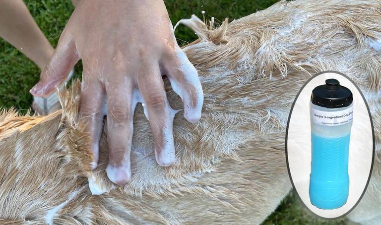 Homemade dog shampoo