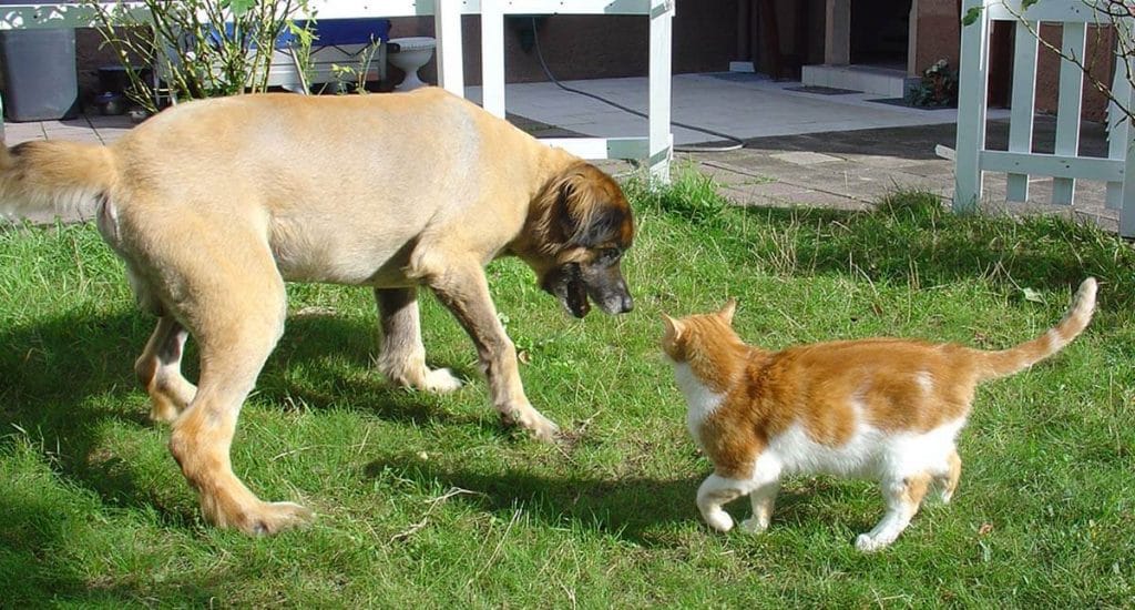 Best way to introduce a dog to a cat so they become best friends