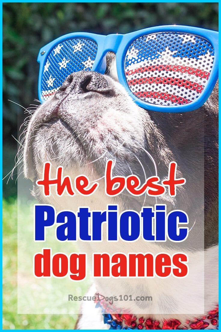 The best Patriotic dog names
