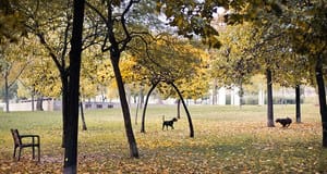 Outdoor dog names