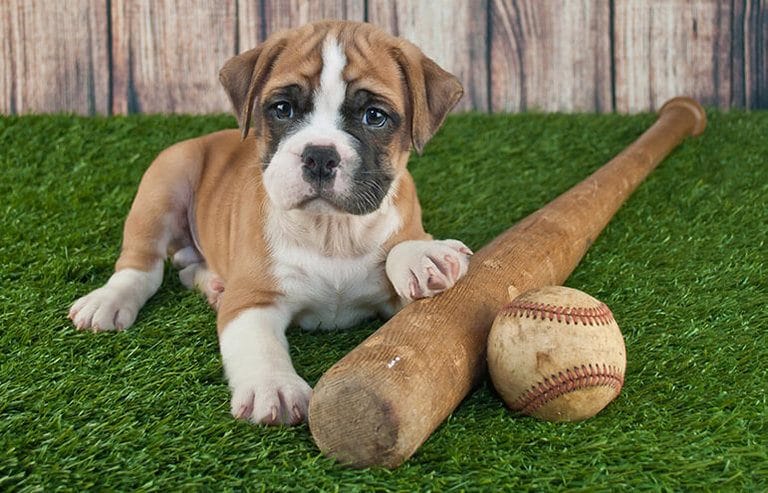 422 Sport dog names
