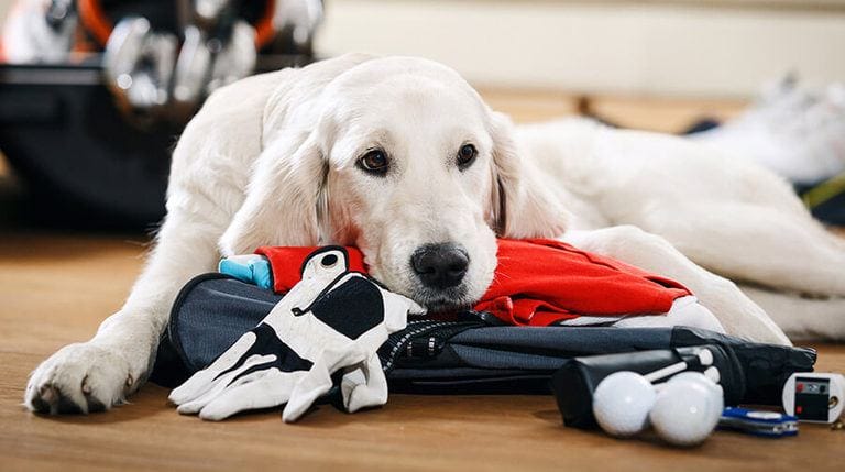 422 Sport dog names