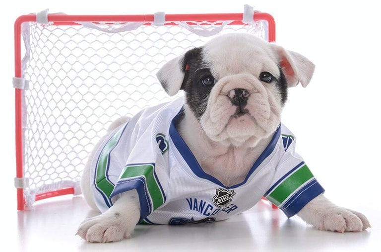 422 Sport dog names