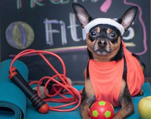 422 Sport dog names