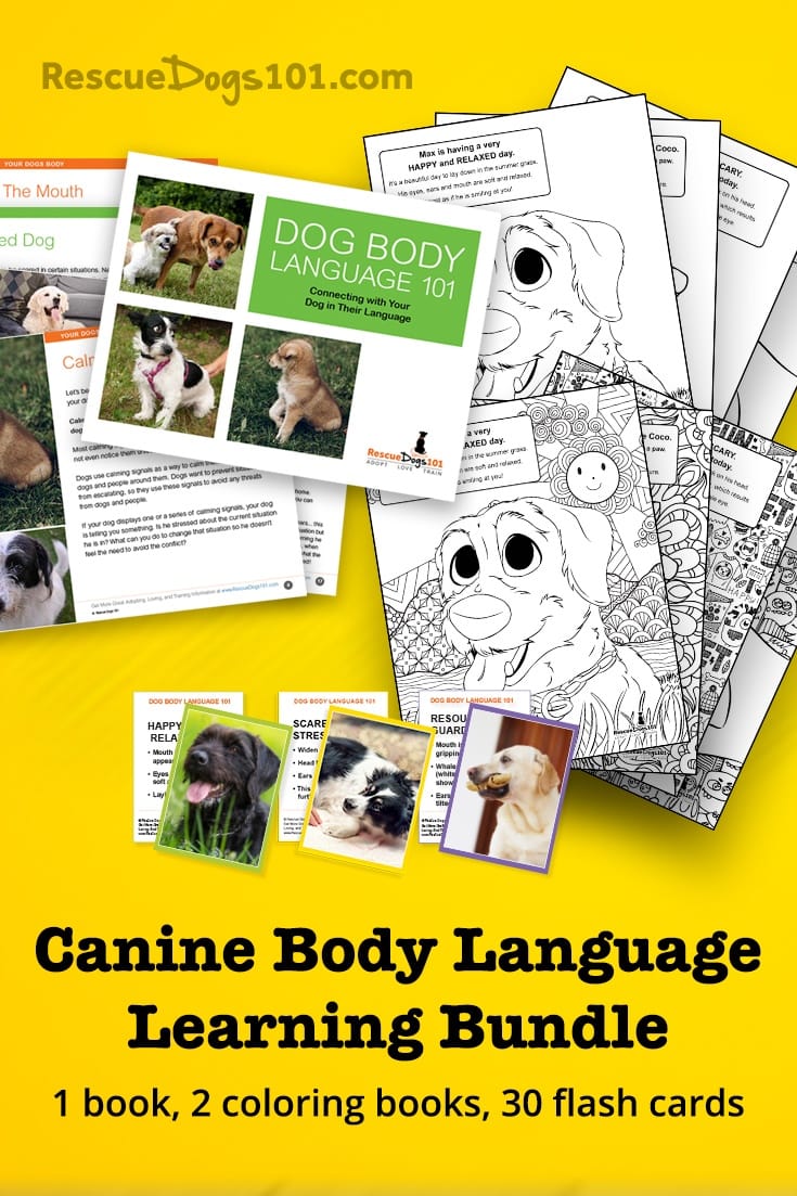 How to speak to dogs - Dog Body Language