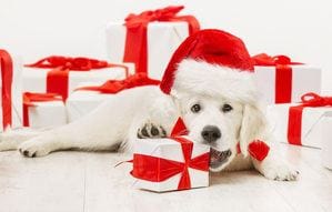 102 of the most joyful and creative Christmas dog names