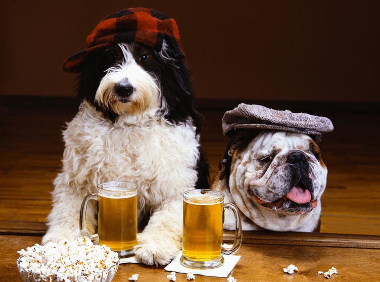 382 Trending alcohol names for dogs