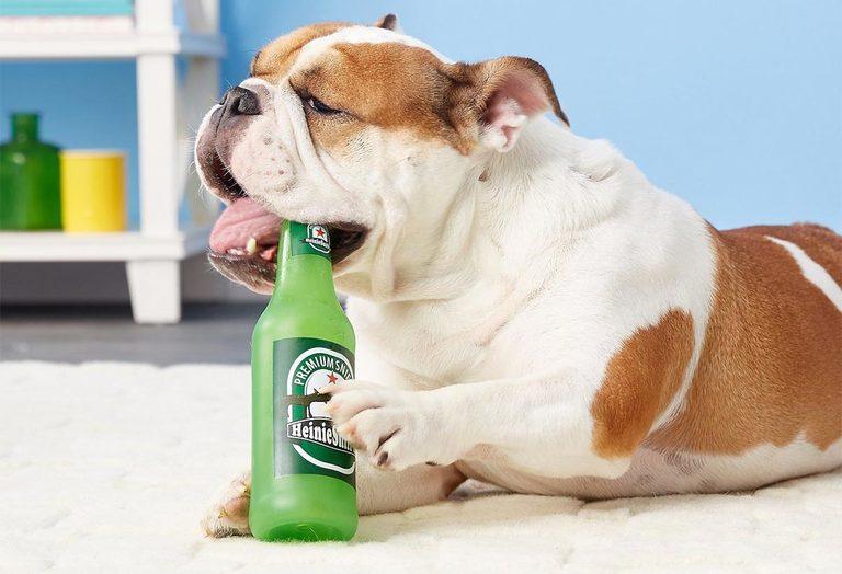 382 Trending alcohol names for dogs