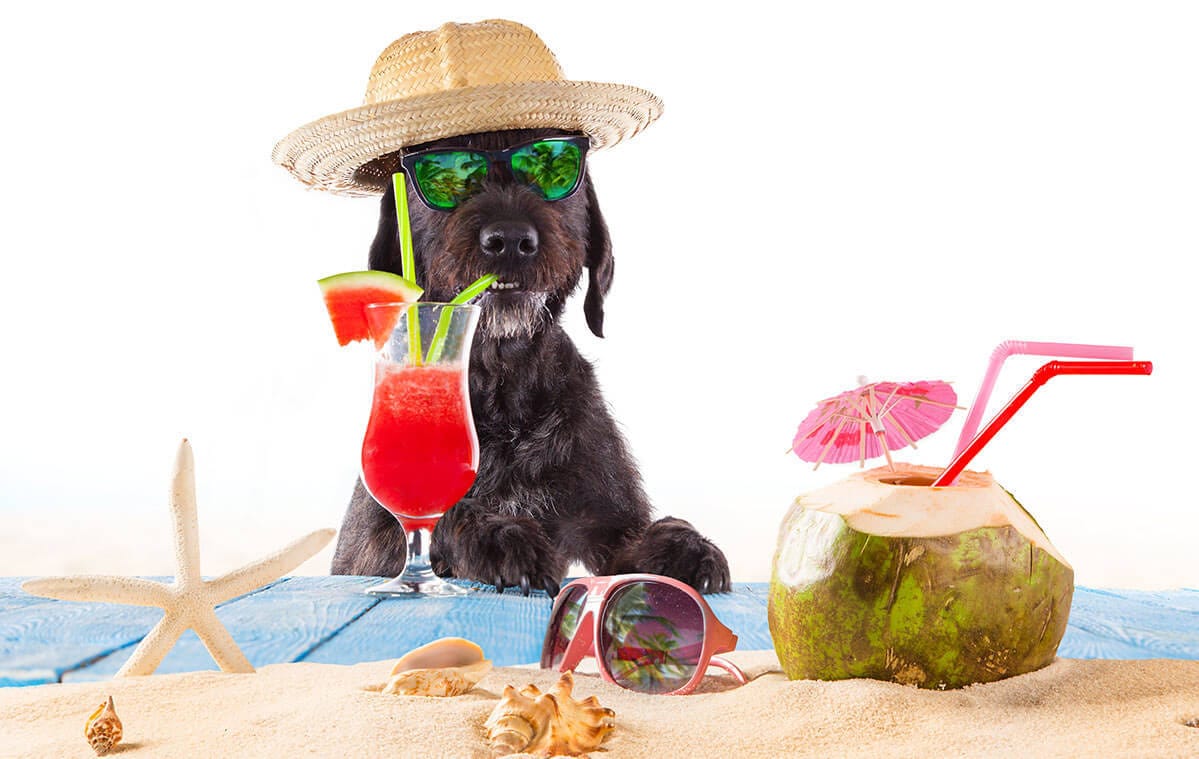 382 Trending alcohol names for dogs
