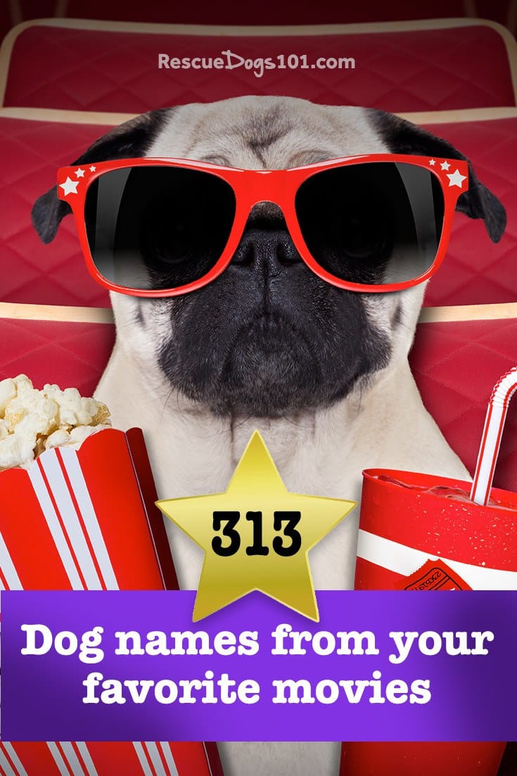 313 Dog Names From Movies And Television Disney Included 313 Dog Names From Movies And Television Disney Included