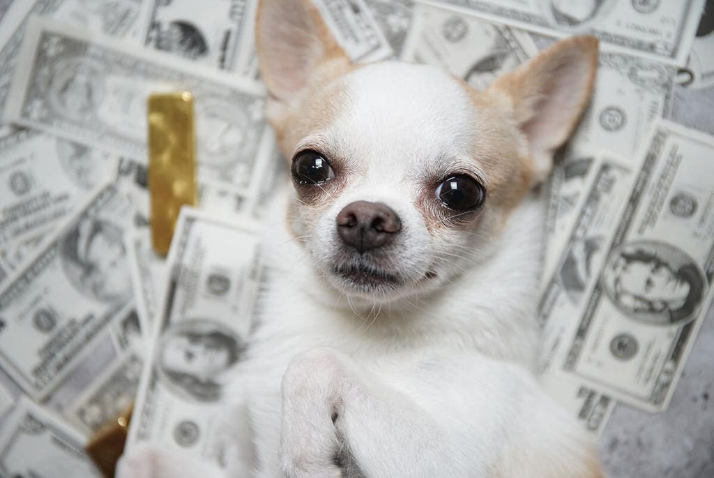 Dog Adoption Cost chart 