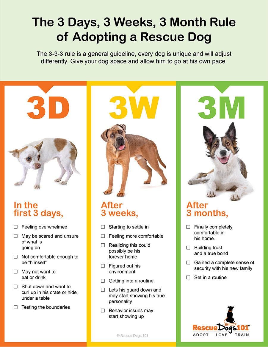 The 3 3 3 Rule And Bringing Home A Rescue Dog