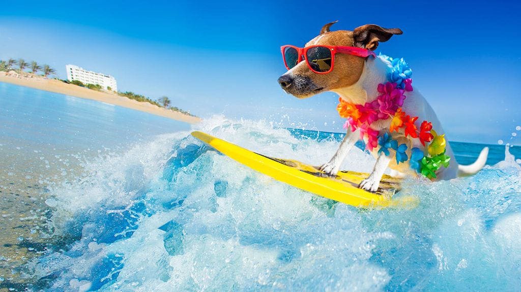 Tropical – Hawaiian – Beach – Saltwater – Caribbean Island Dog Names